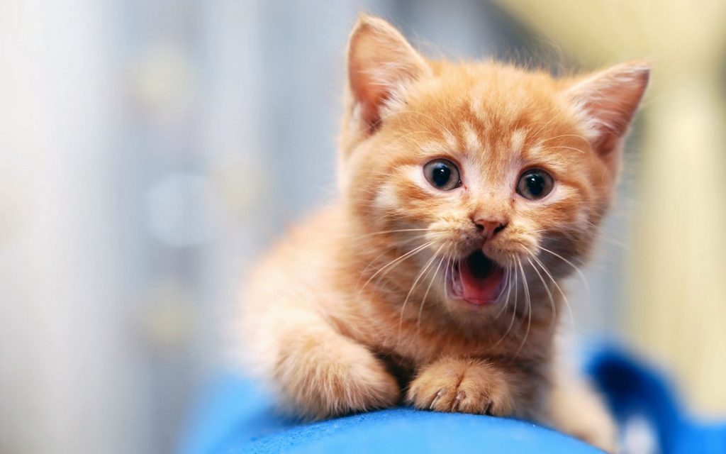 26 Cute Cat Haircuts A Grooming Guide For Cat Owners 26 Cute Cat Haircuts A Grooming Guide For Cat Owners