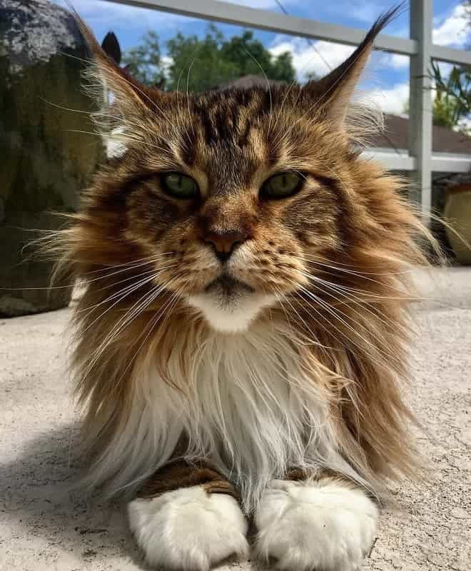 41 Wonderful Cats With Cute Haircuts 2021 Hairstyle Camp 41 Wonderful Cats With Cute Haircuts 2021 Hairstyle Camp